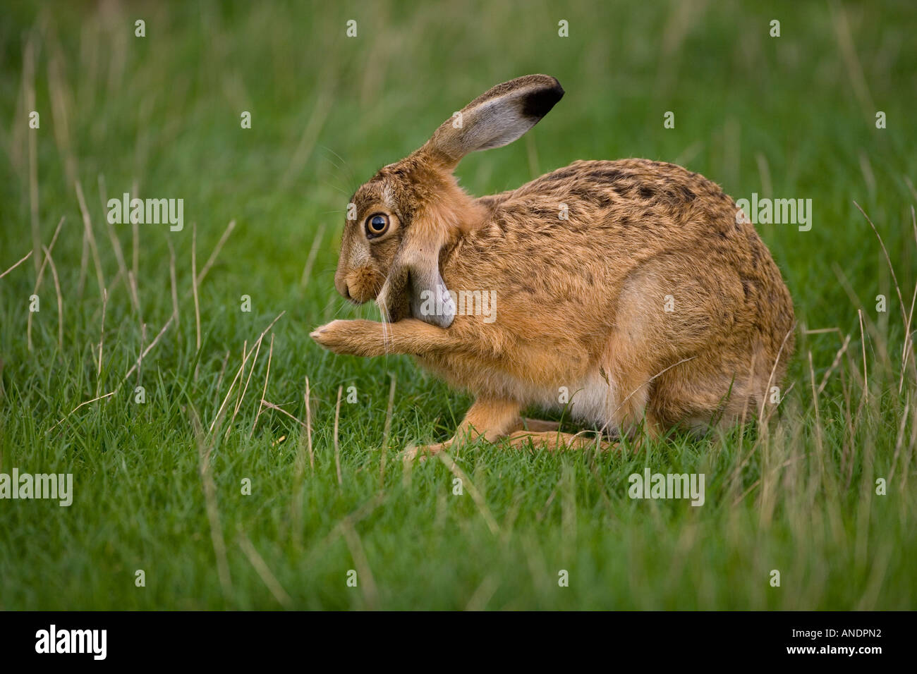 Brown Hare Lepus Europaeus Washing High Resolution Stock Photography ...
