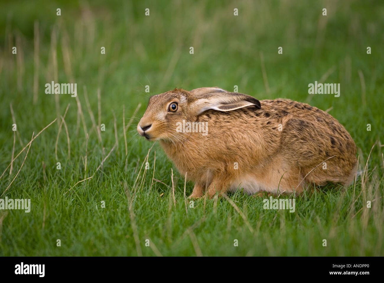 Beauty european hare lepus europaeus hi-res stock photography and ...