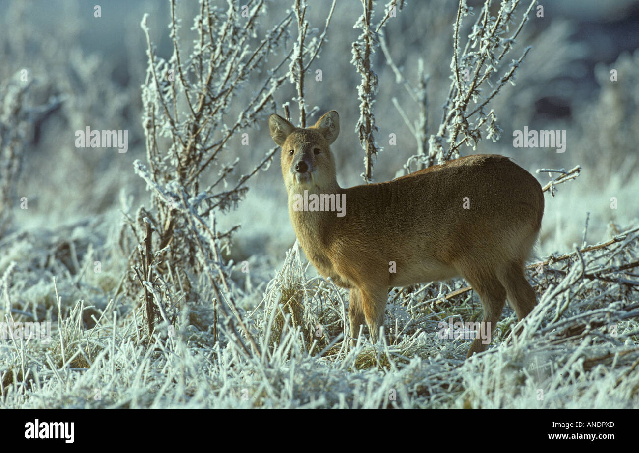 Chinese Water Deer Hydropotes inermis in Snow Stock Photo - Alamy