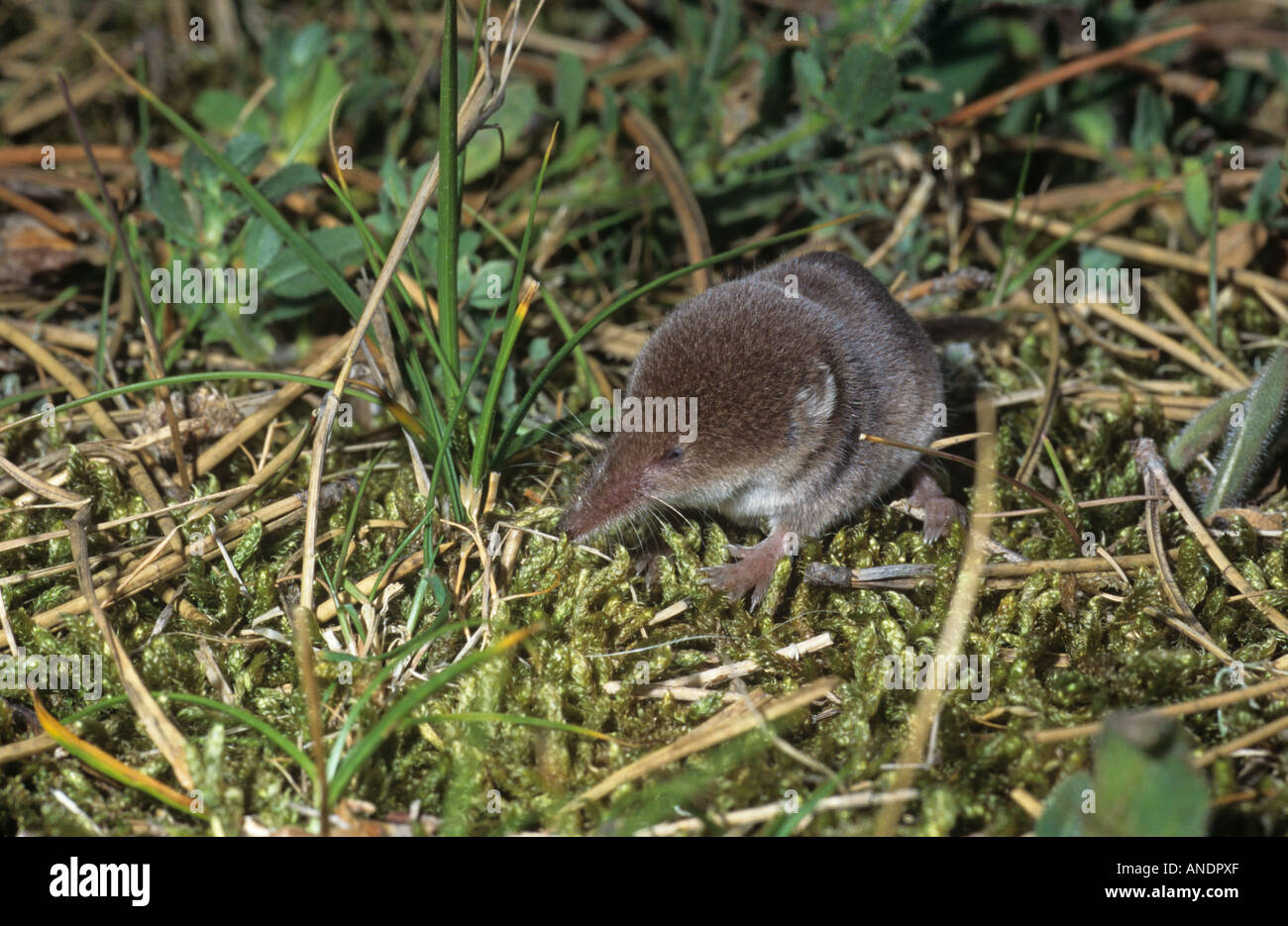 Common shrew eat hi-res stock photography and images - Alamy