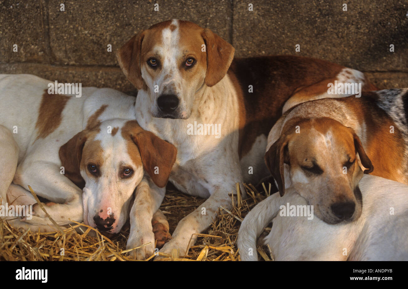 Fox Hounds in Kennels Stock Photo - Alamy