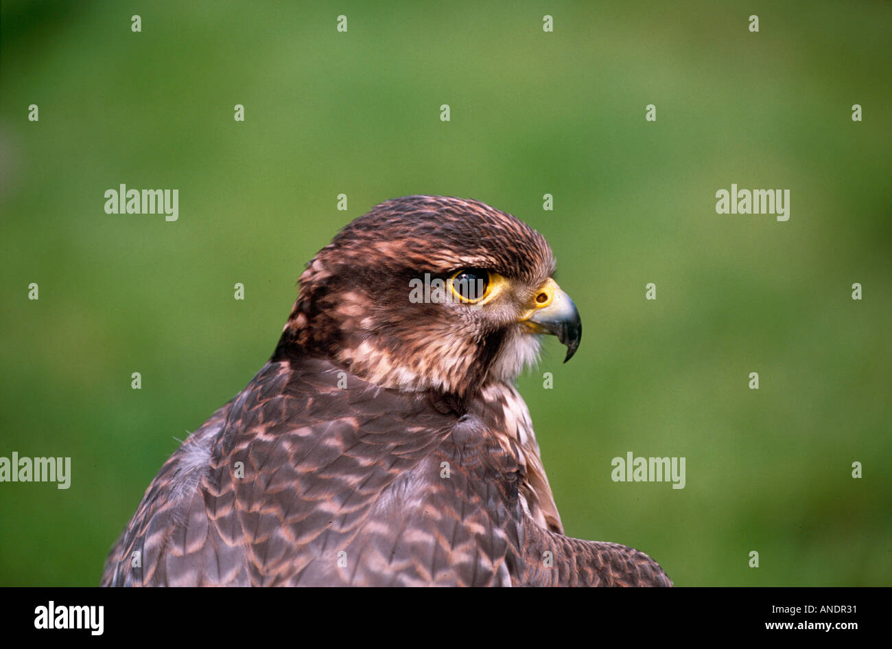 Raptor head hi-res stock photography and images - Alamy