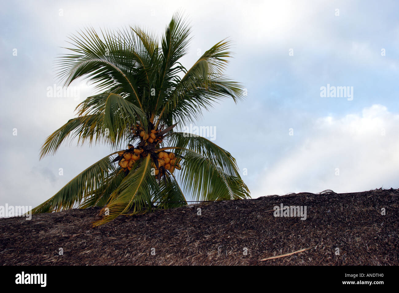 Coconut Palm over a Thatched Roof Stock Photo - Alamy