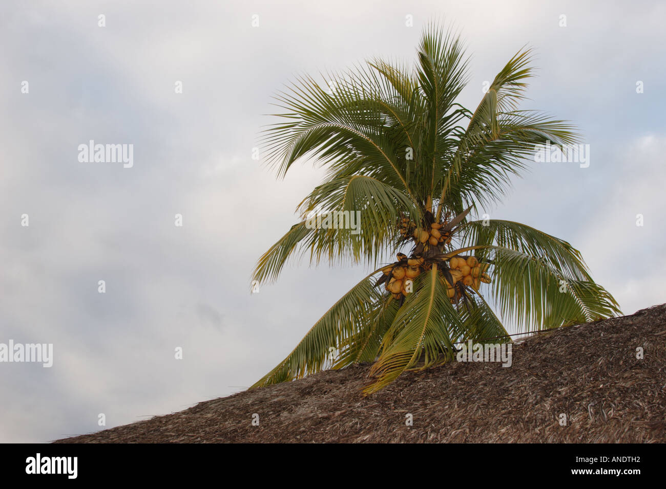 Coconut Palm over a Thatched Roof Stock Photo - Alamy