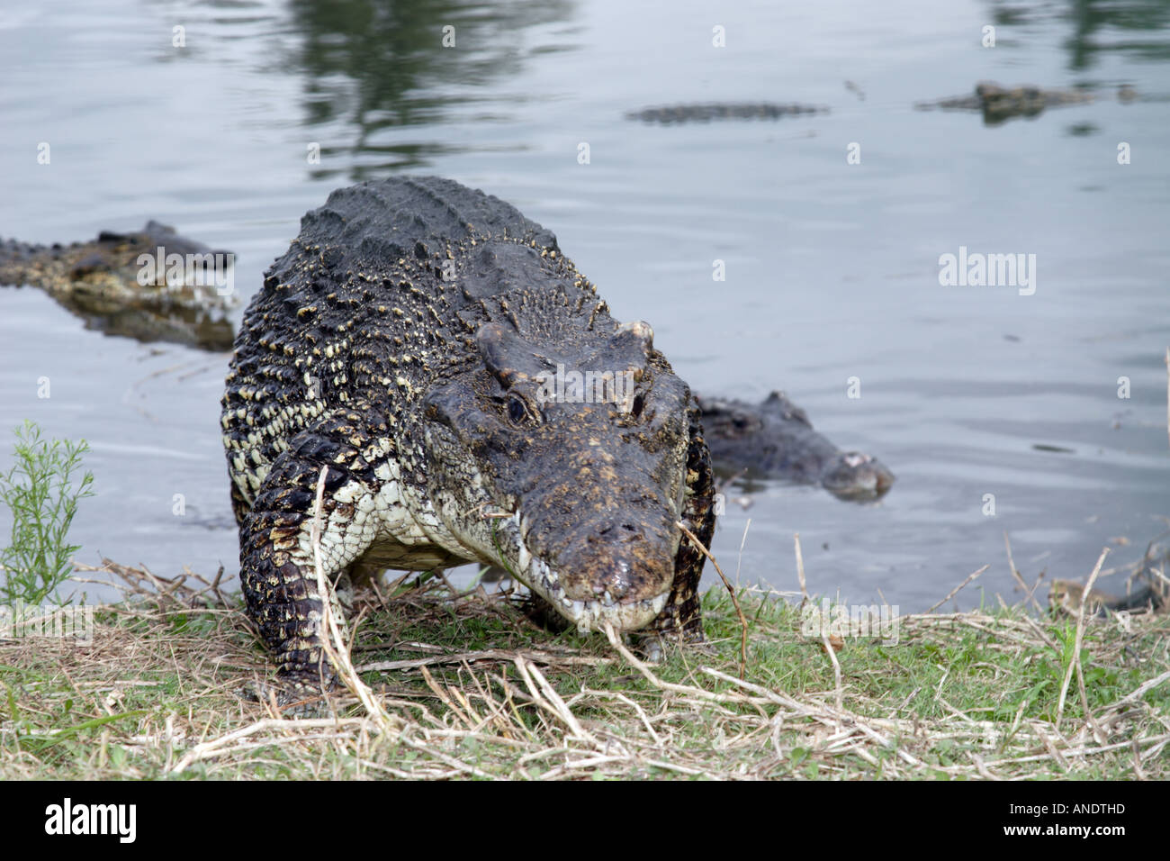 Cuban Crocodile Crocodylus rhombifer Stock Photo - Alamy