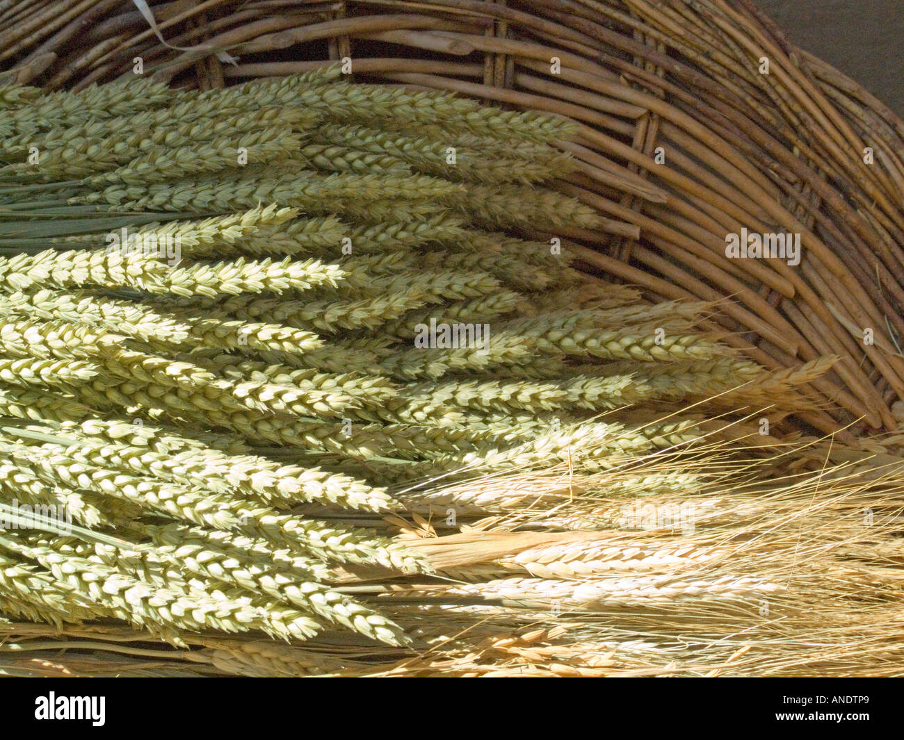 Rice sheaves hi-res stock photography and images - Alamy