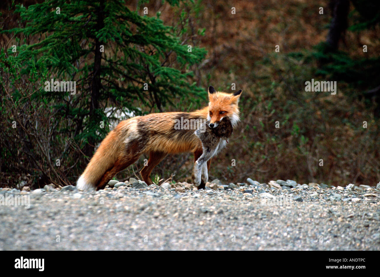 Red fox smart animal photo hi-res stock photography and images - Alamy