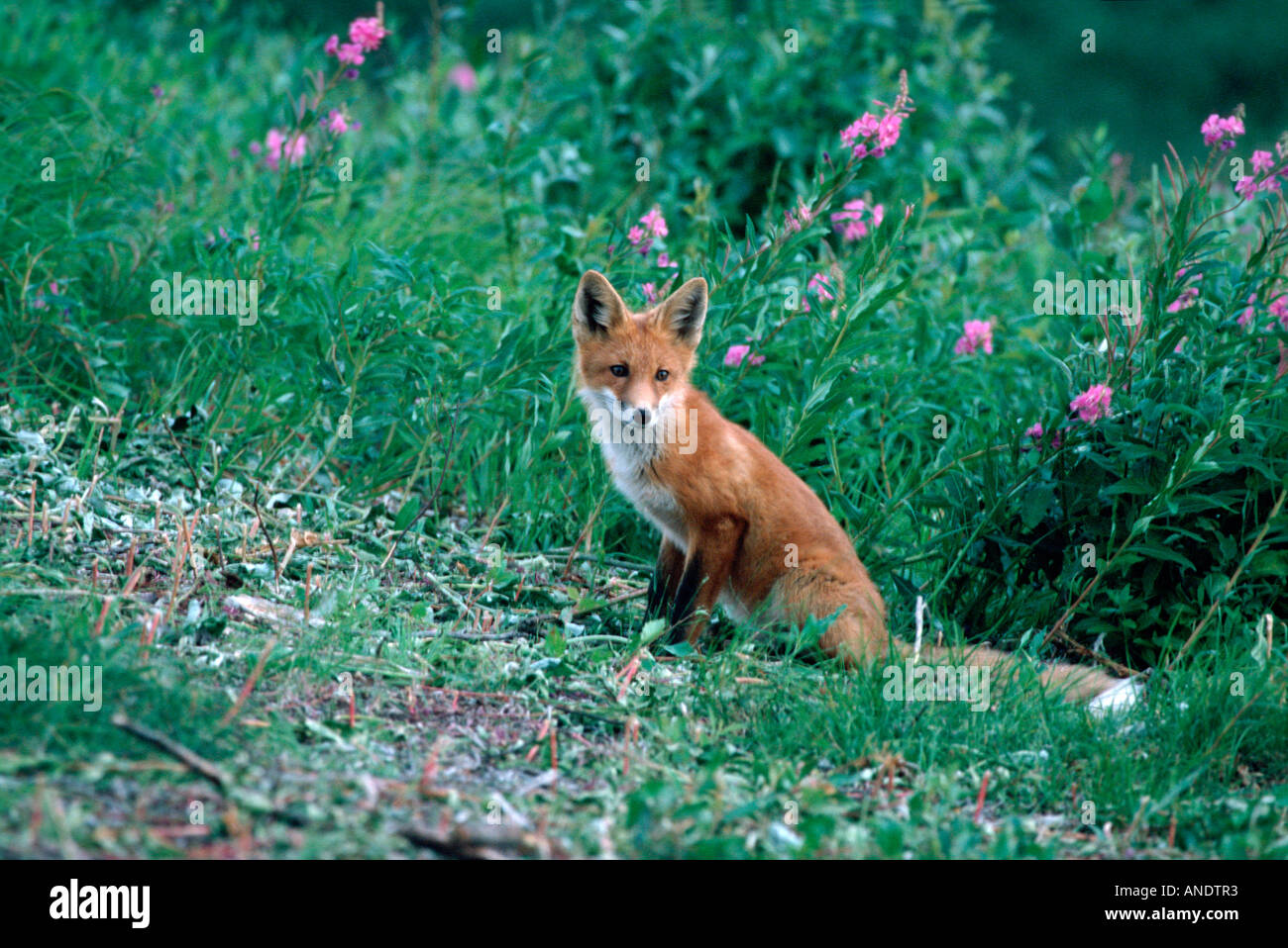 Red fox smart animal photo hi-res stock photography and images - Alamy