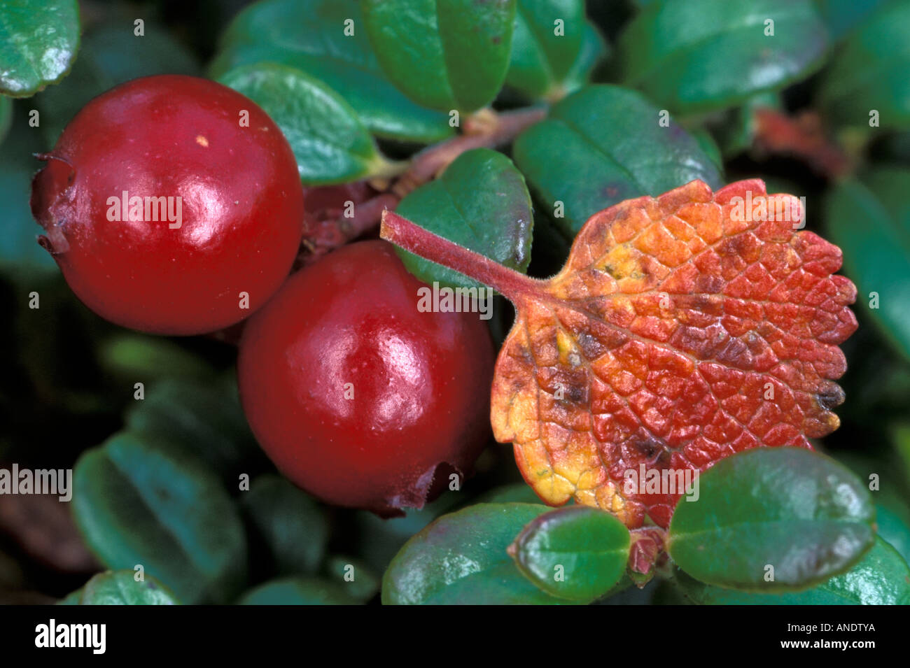 Berries in denali national park hi-res stock photography and images - Alamy