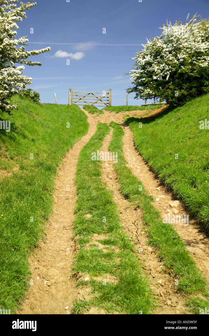 May blossom on hedges in Kent Stock Photo - Alamy