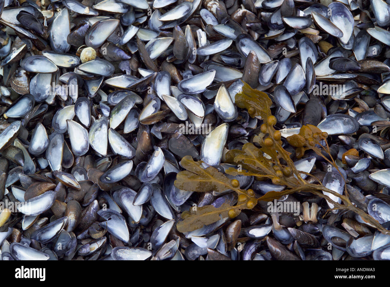 Washed shells hi-res stock photography and images - Alamy