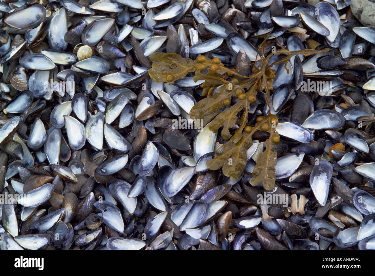 Washed up shells hi-res stock photography and images - Alamy