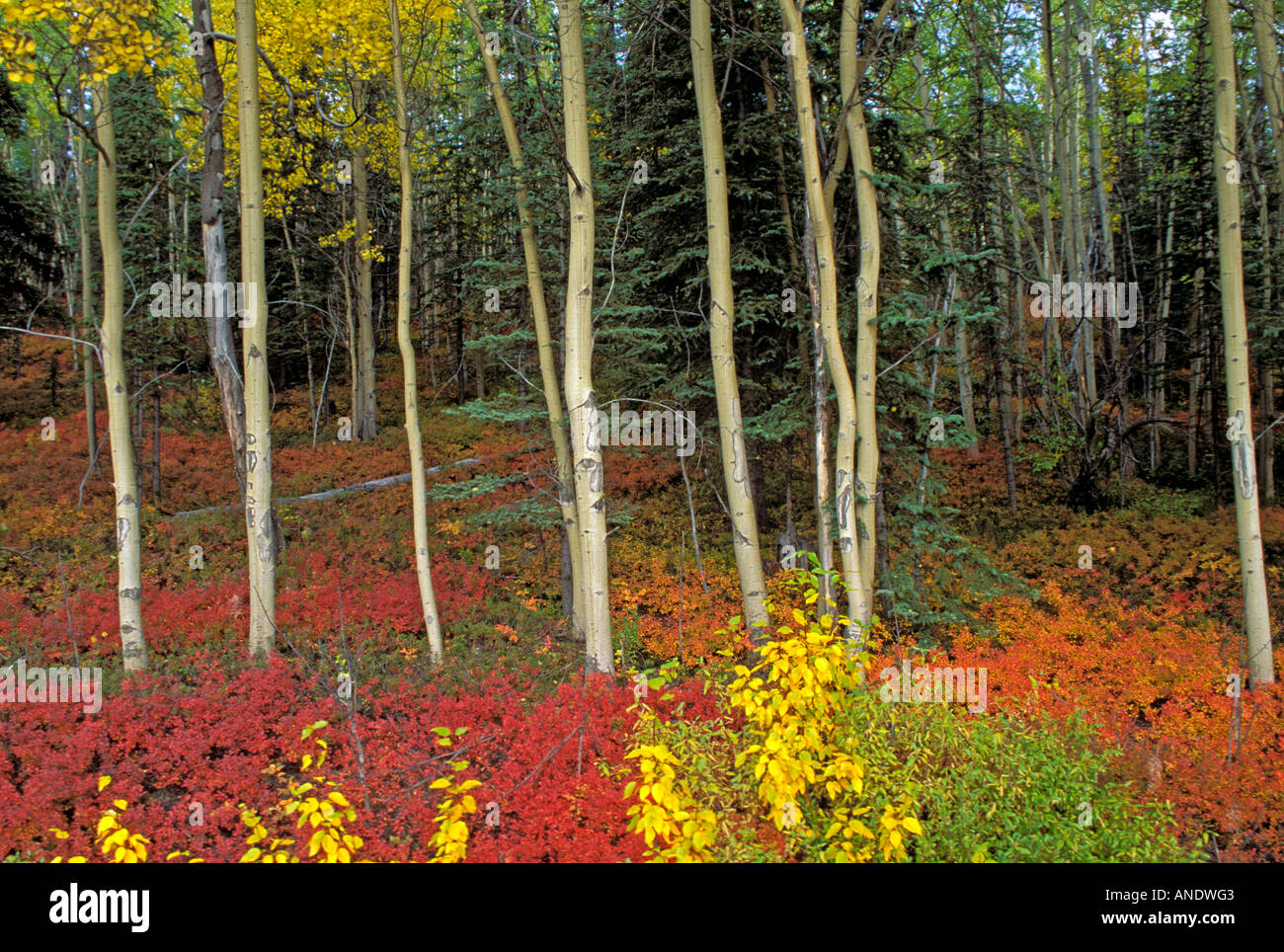 Alaska parks and public lands hi-res stock photography and images - Alamy