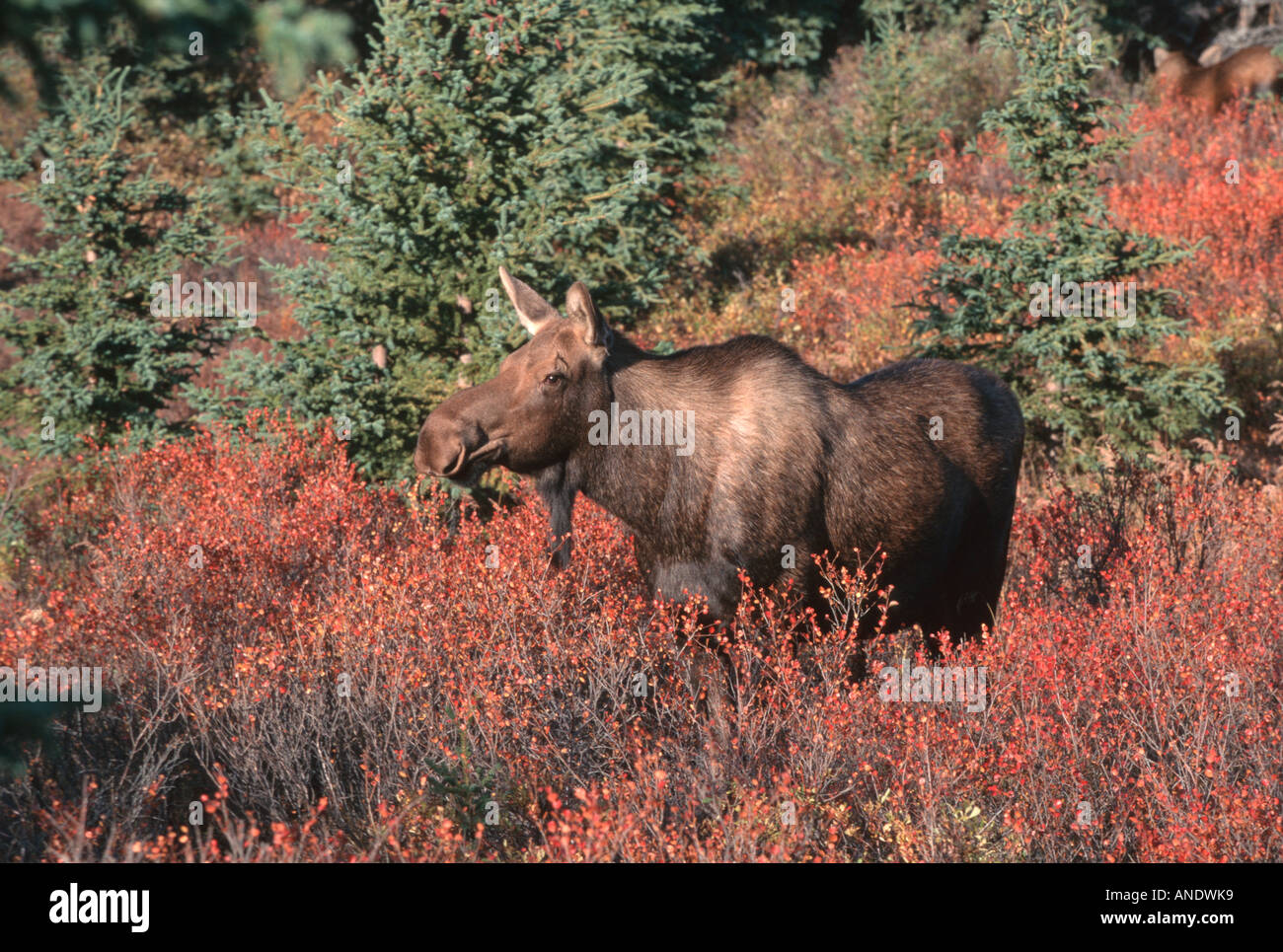 Alaskan Cow Moose, Shot in the wild Stock Photo - Alamy