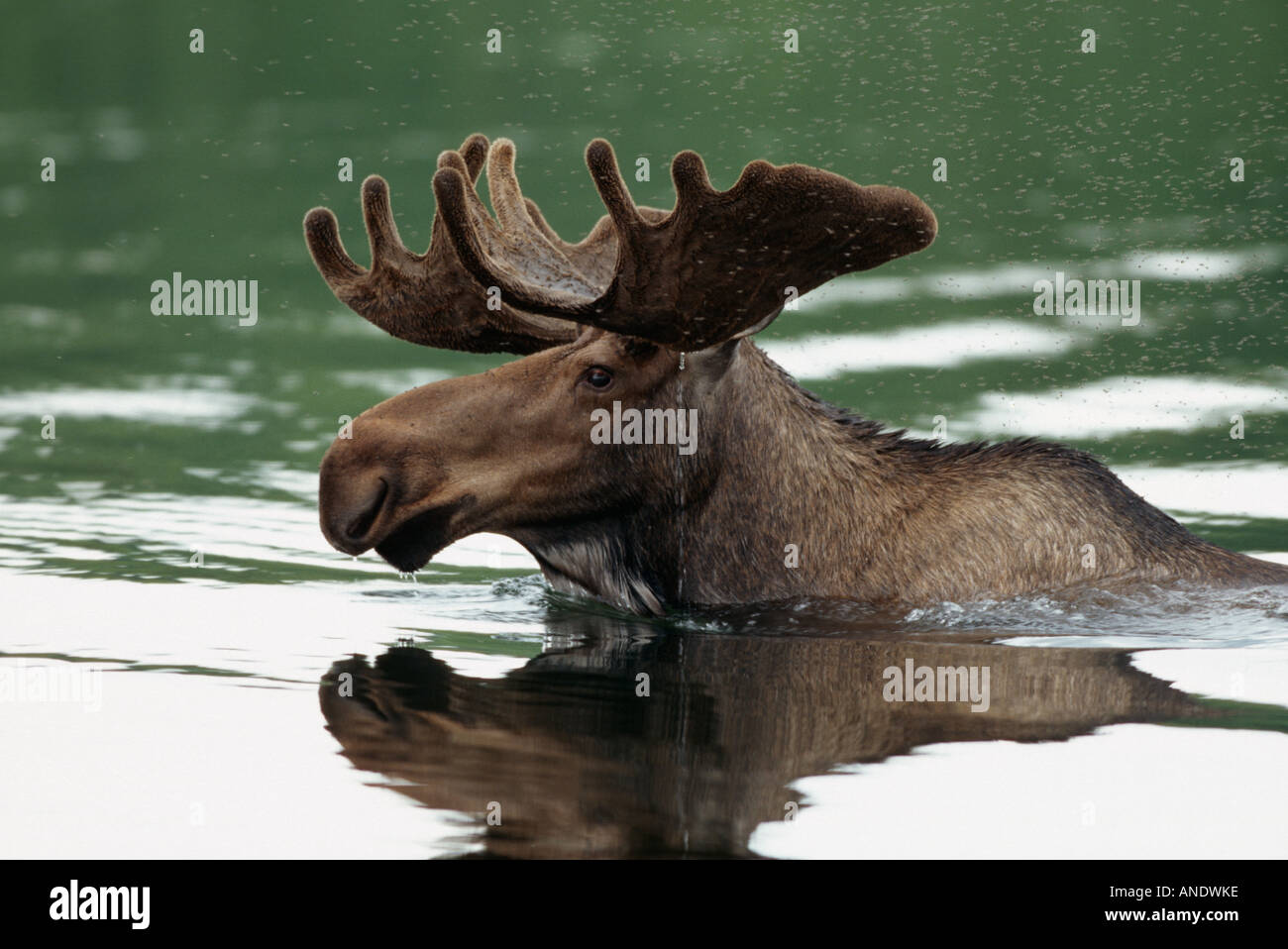 Alaskan Moose, Alces alces Stock Photo - Alamy