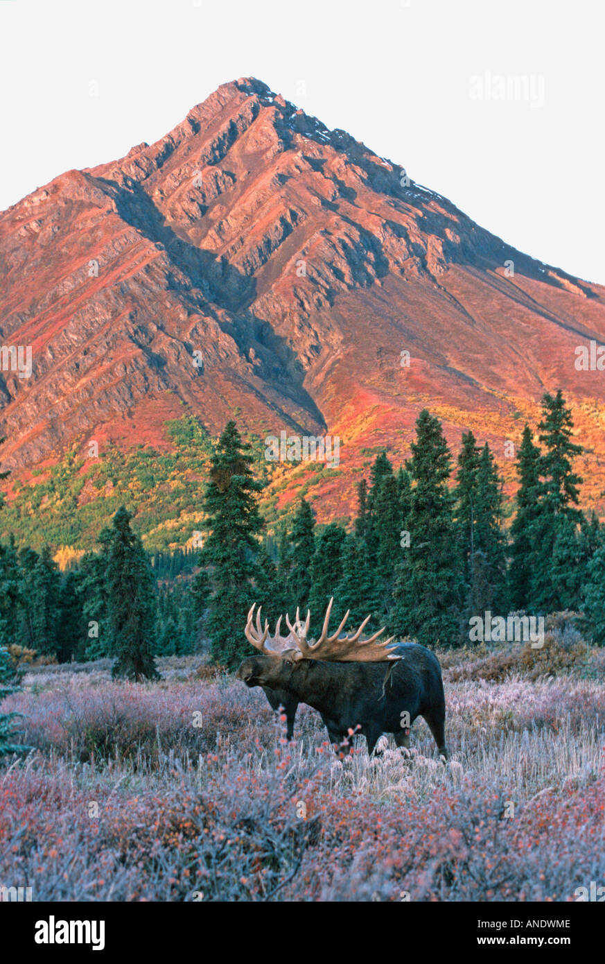 Alaskan Bull Moose, Shot in the wild Stock Photo - Alamy
