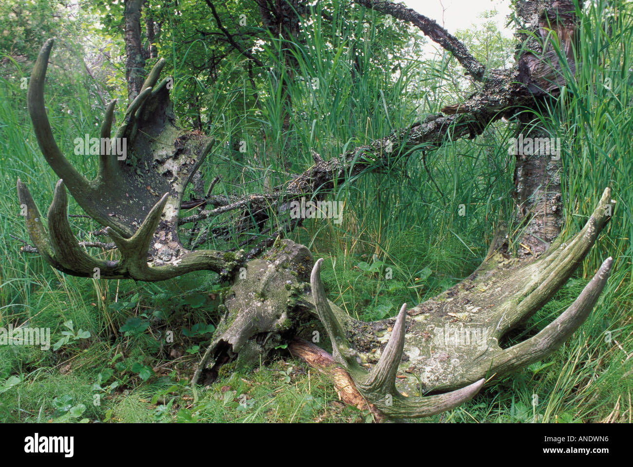 Moose skull hi-res stock photography and images - Alamy