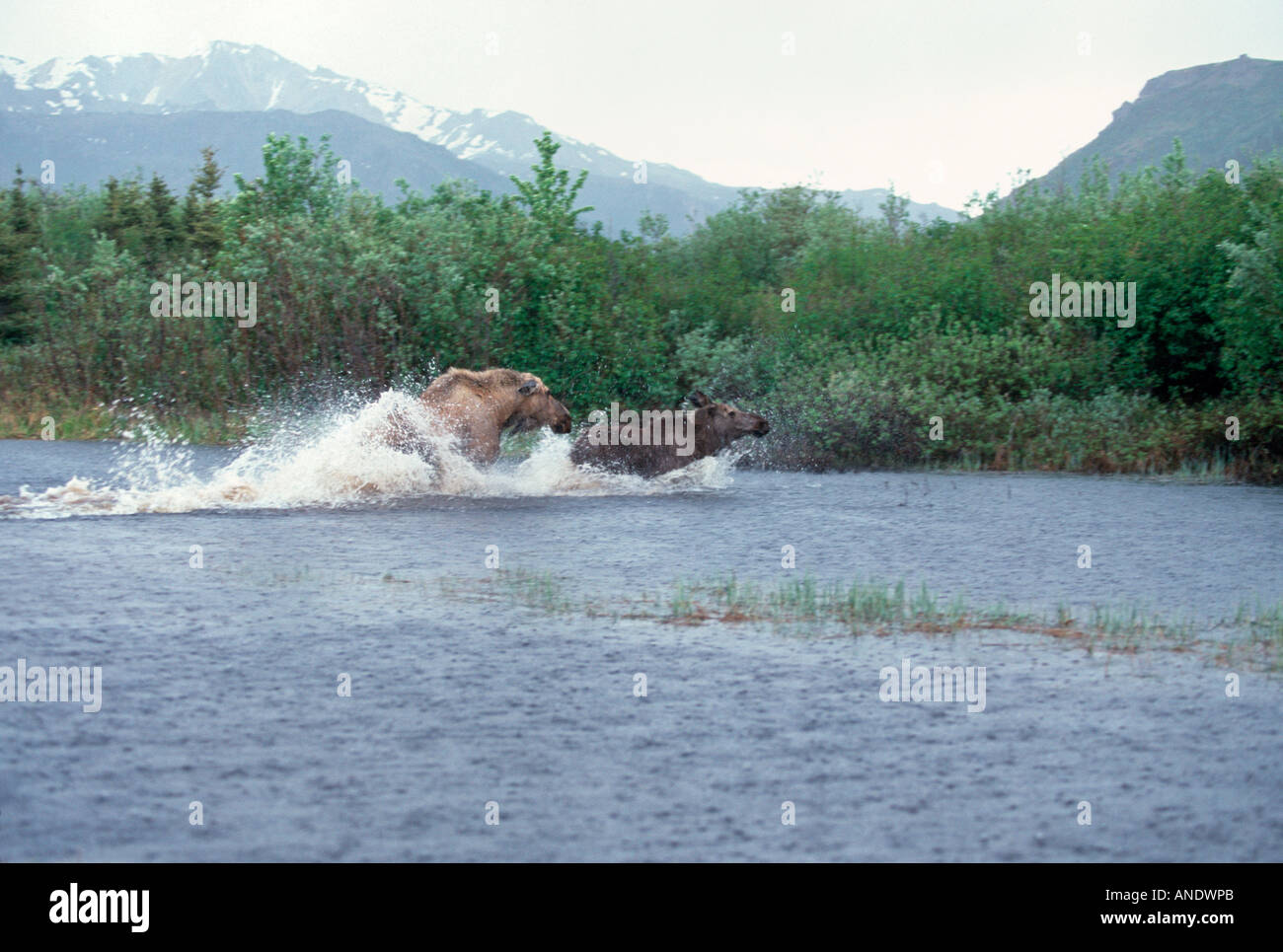 Alaskan Cow and Calf Moose, Shot in the wild Stock Photo - Alamy