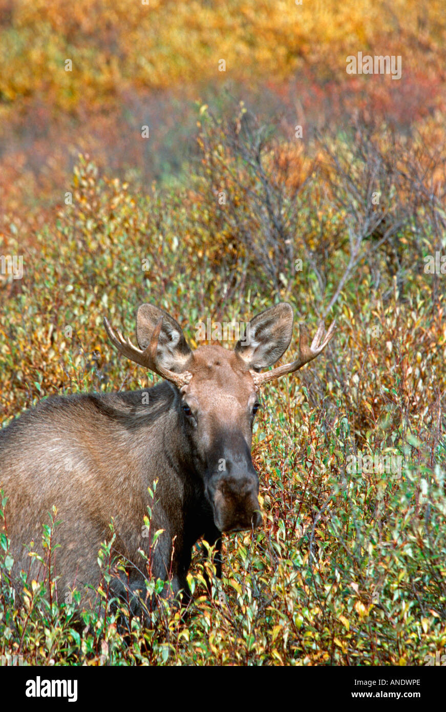 Alaskan Bull Moose, Shot in the wild Stock Photo - Alamy
