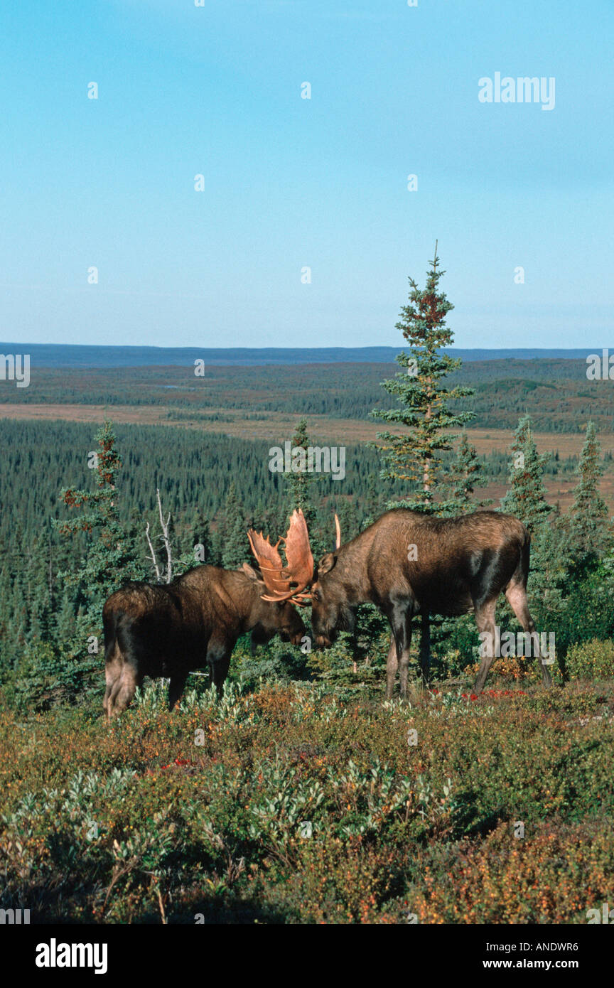 Alaskan Bull Moose, Shot in the wild Stock Photo - Alamy