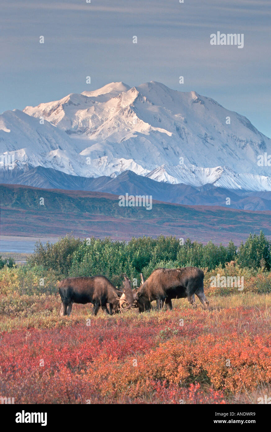 Alaskan Bull Moose, Shot in the wild Stock Photo - Alamy