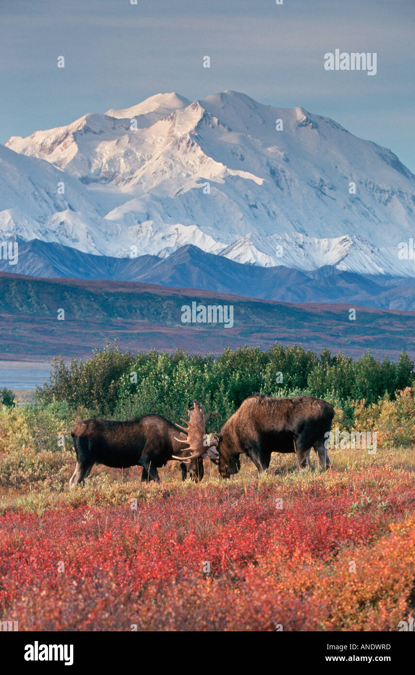 Alaskan Bull Moose, Shot in the wild Stock Photo - Alamy