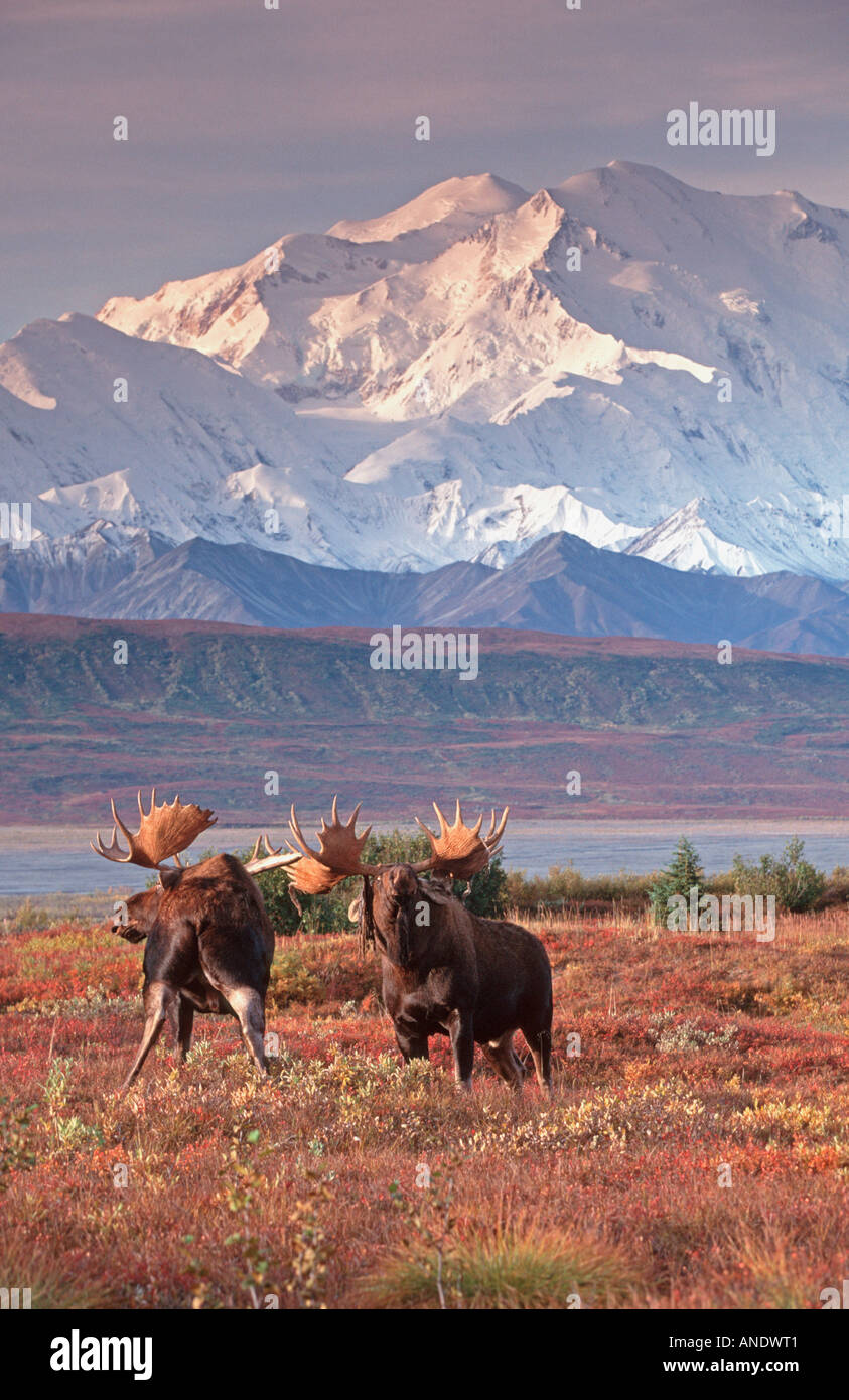Alaskan Bull Moose, Shot in the wild Stock Photo - Alamy