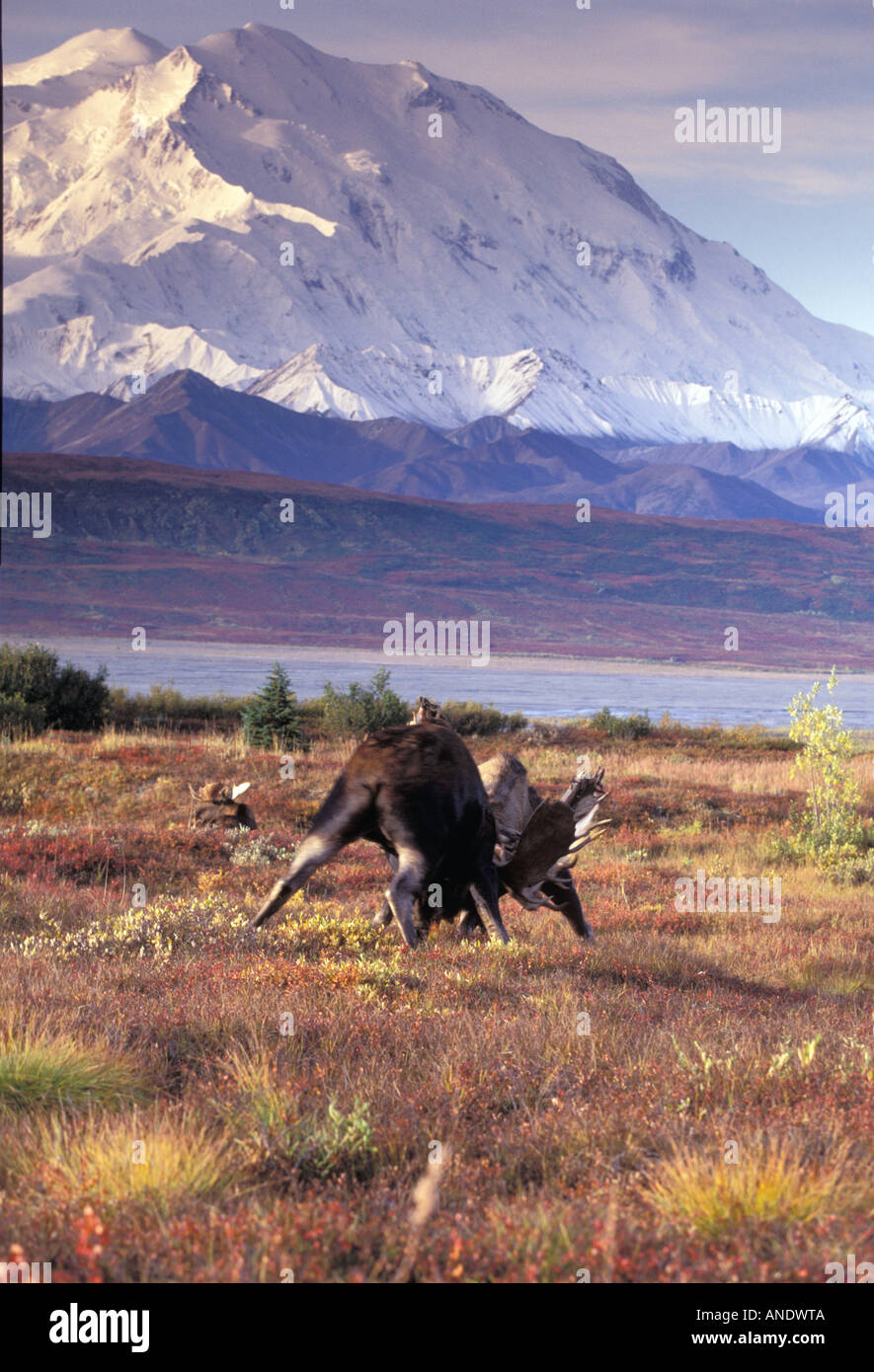 Moose alces alces bull browsing hi-res stock photography and images - Alamy