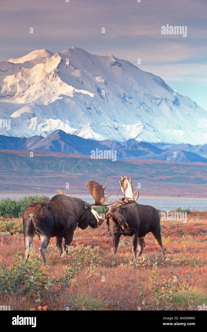 Large bull moose magnificent hi-res stock photography and images - Alamy