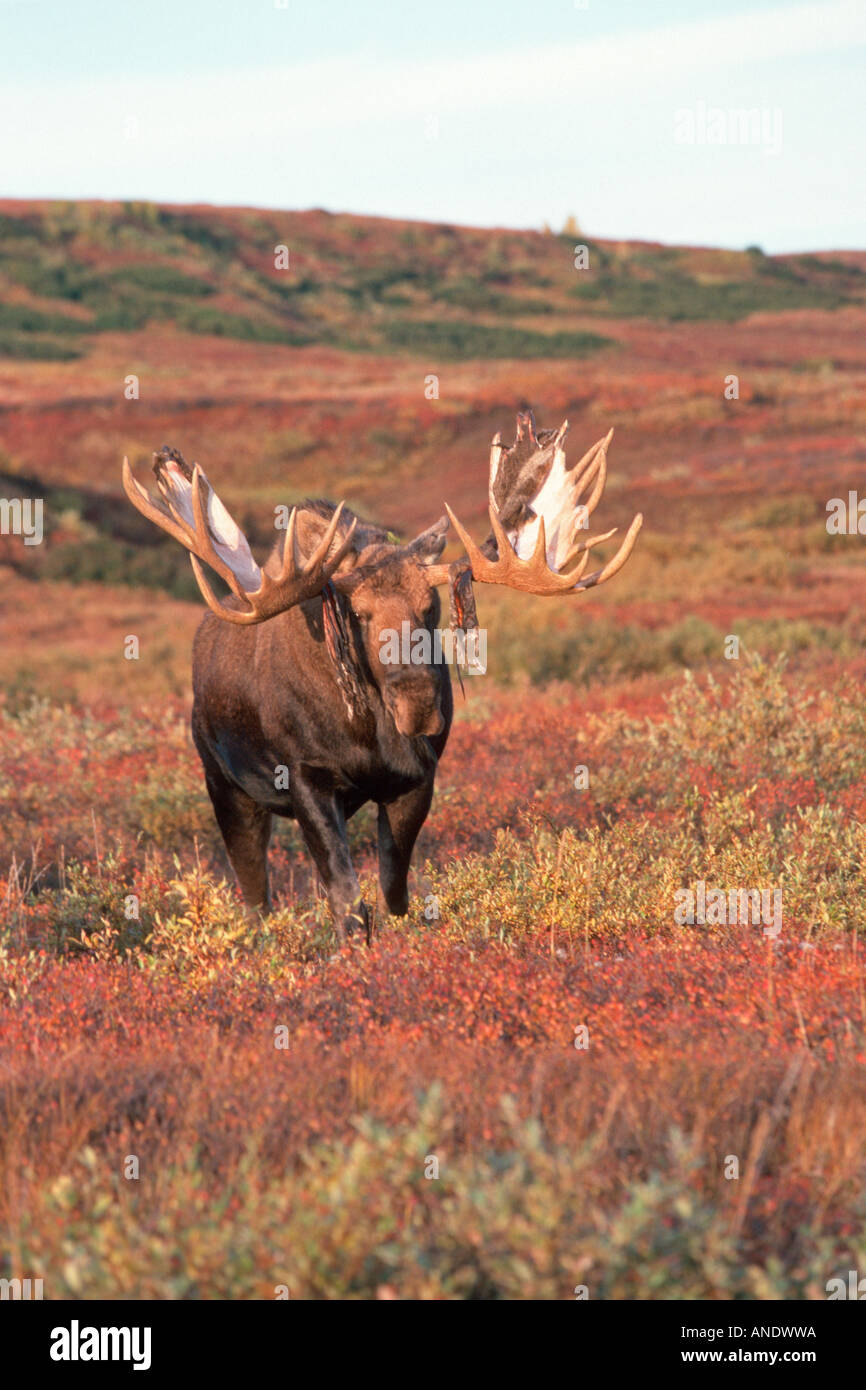 Alaskan Bull Moose, Shot in the wild Stock Photo - Alamy