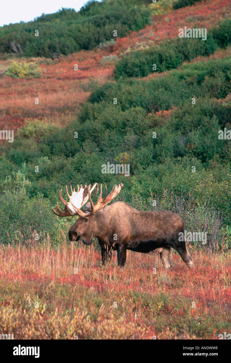 Alaskan Bull Moose, Shot in the wild Stock Photo - Alamy