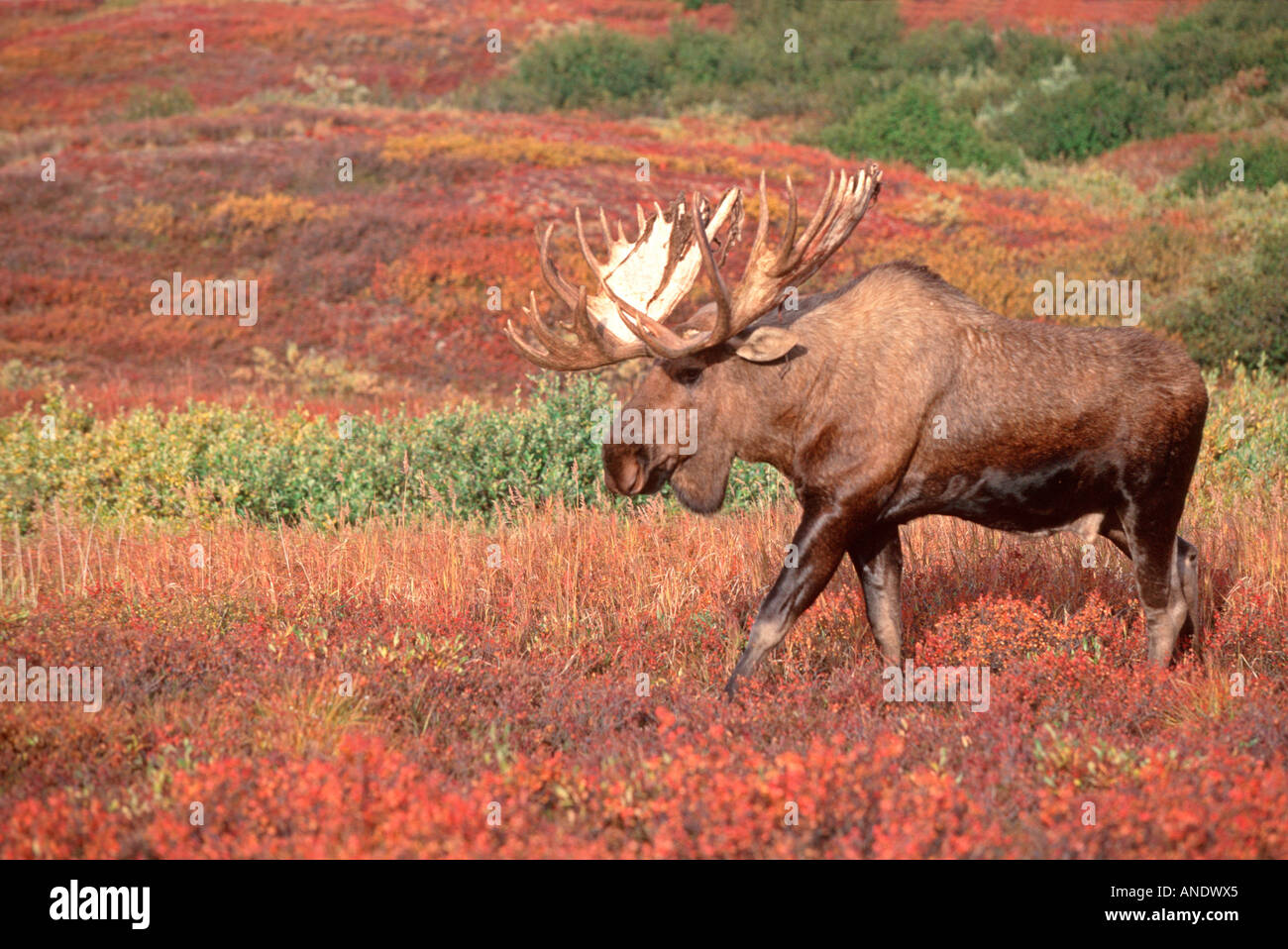 Alaskan Bull Moose, Shot in the wild Stock Photo - Alamy