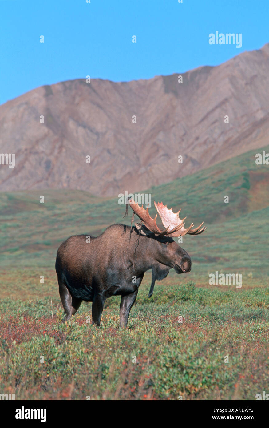 Alaskan Bull Moose, Shot in the wild Stock Photo - Alamy