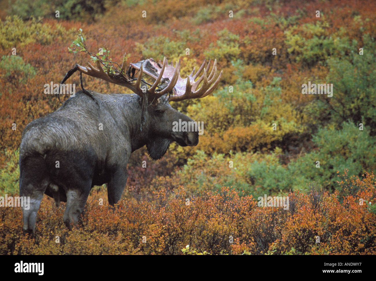 Alaskan Bull Moose, Shot in the wild Stock Photo - Alamy