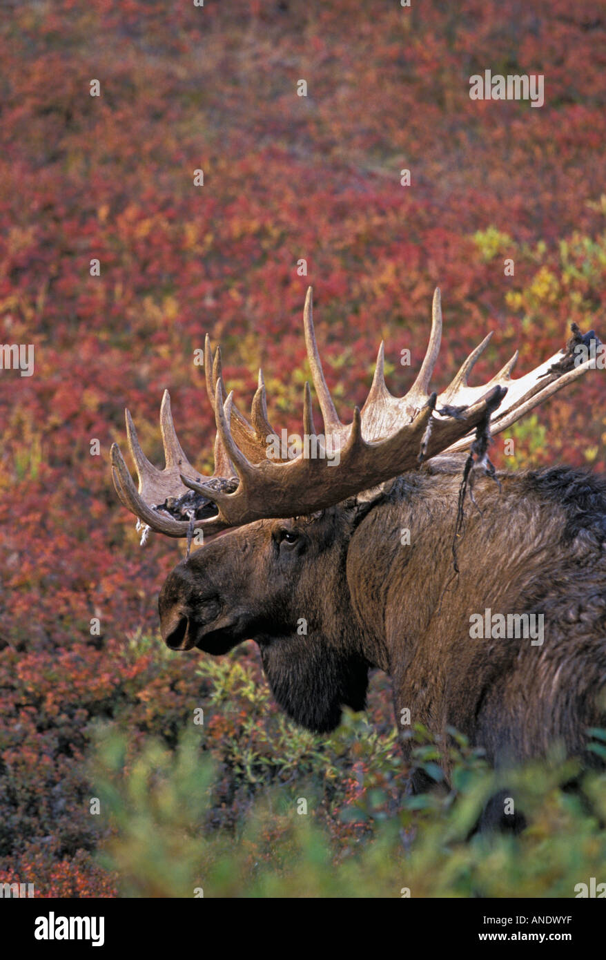 Alaskan Bull Moose, Shot in the wild Stock Photo - Alamy
