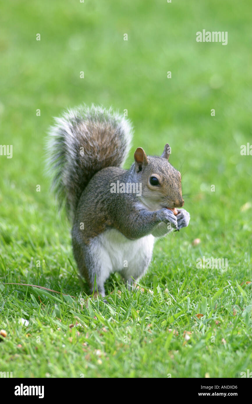 Sciurus caroliniensis hi-res stock photography and images - Alamy
