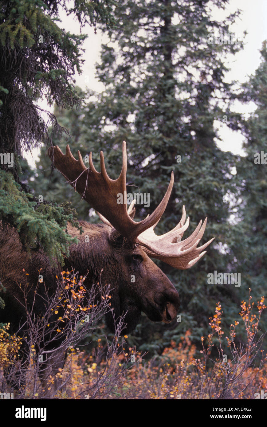 Alaskan Bull Moose, Shot in the wild Stock Photo - Alamy