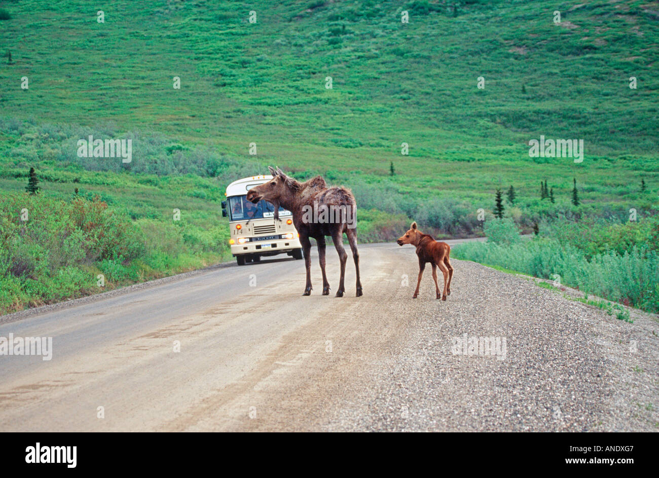 Large bull moose magnificent hi-res stock photography and images - Alamy