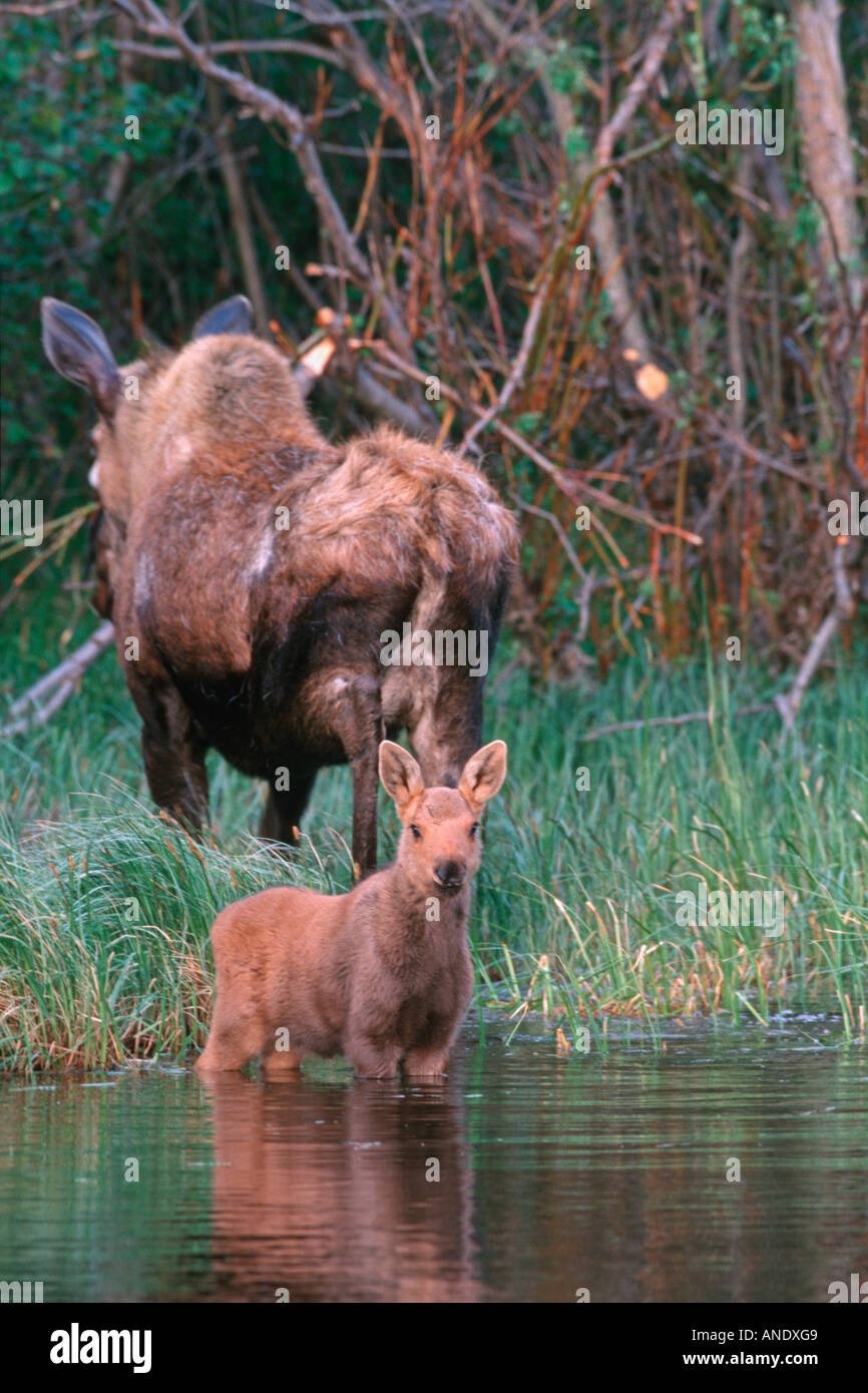 Alaskan Cow and Calf Moose, Shot in the wild Stock Photo - Alamy