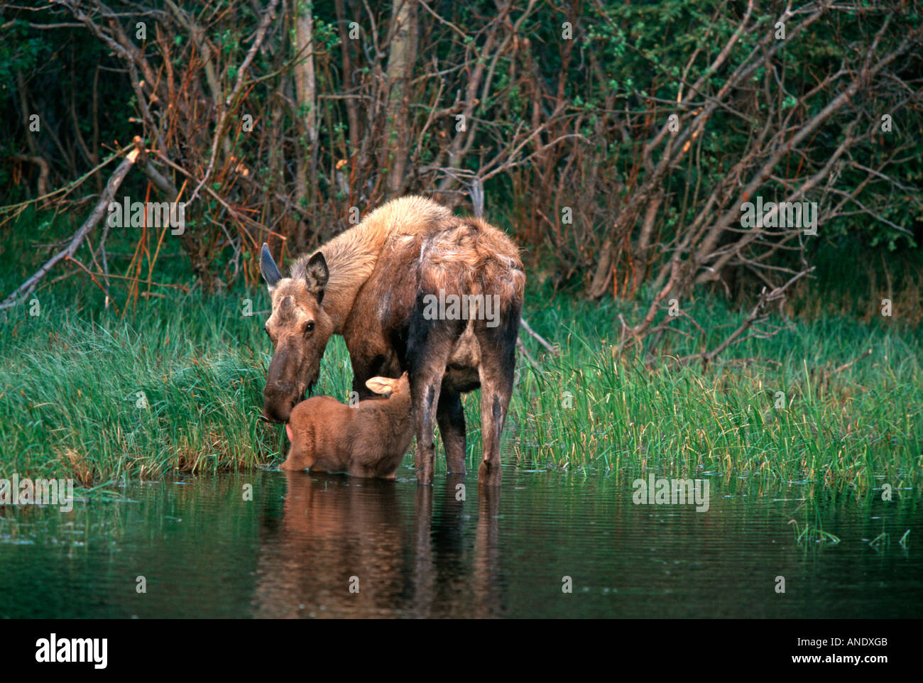 Alaskan Cow and Calf Moose, Shot in the wild Stock Photo - Alamy