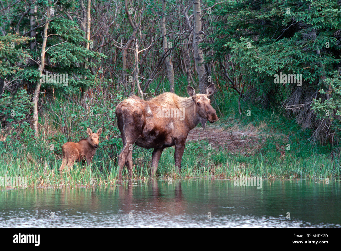 Alaskan Cow and Calf Moose, Shot in the wild Stock Photo - Alamy