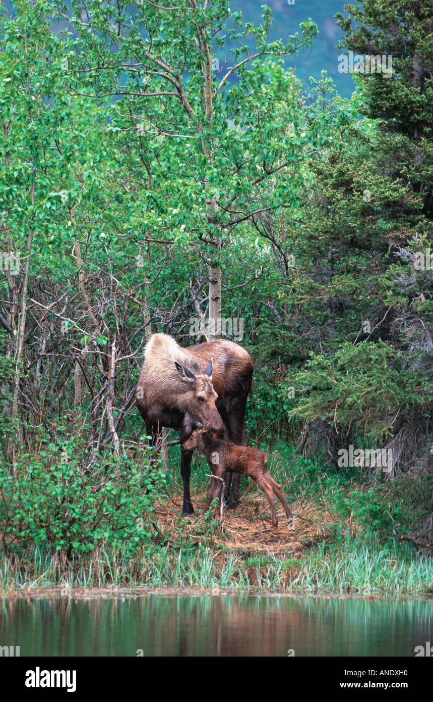 Alaskan Cow and Calf Moose, Shot in the wild Stock Photo - Alamy