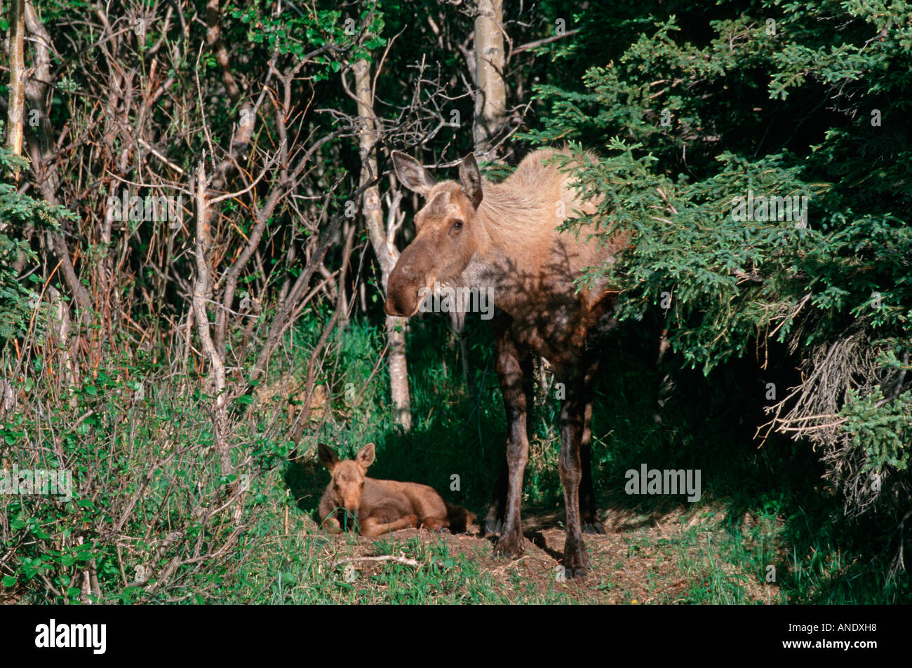 Alaskan Cow and Calf Moose, Shot in the wild Stock Photo - Alamy