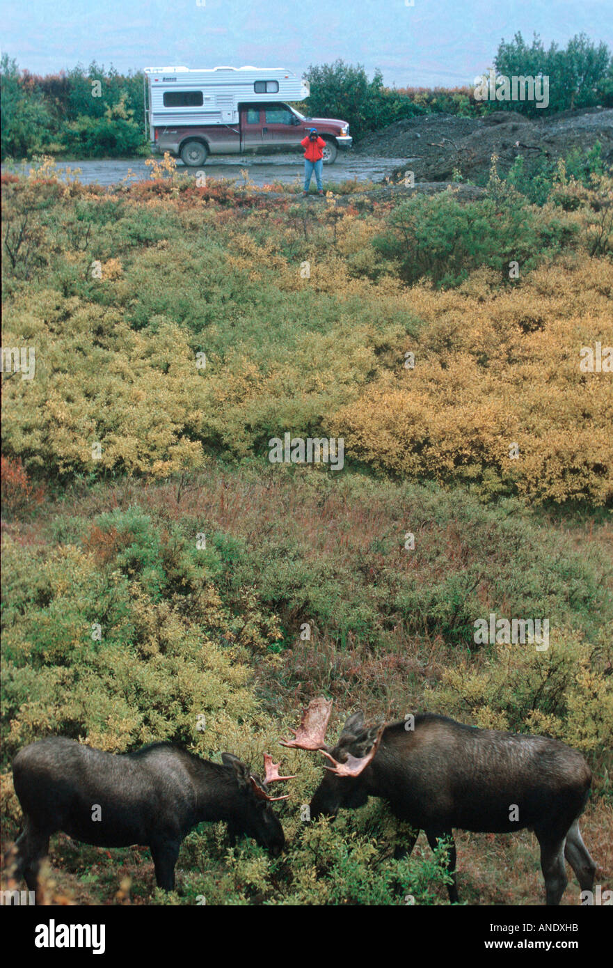 Alaskan Bull Moose, Shot in the wild Stock Photo - Alamy