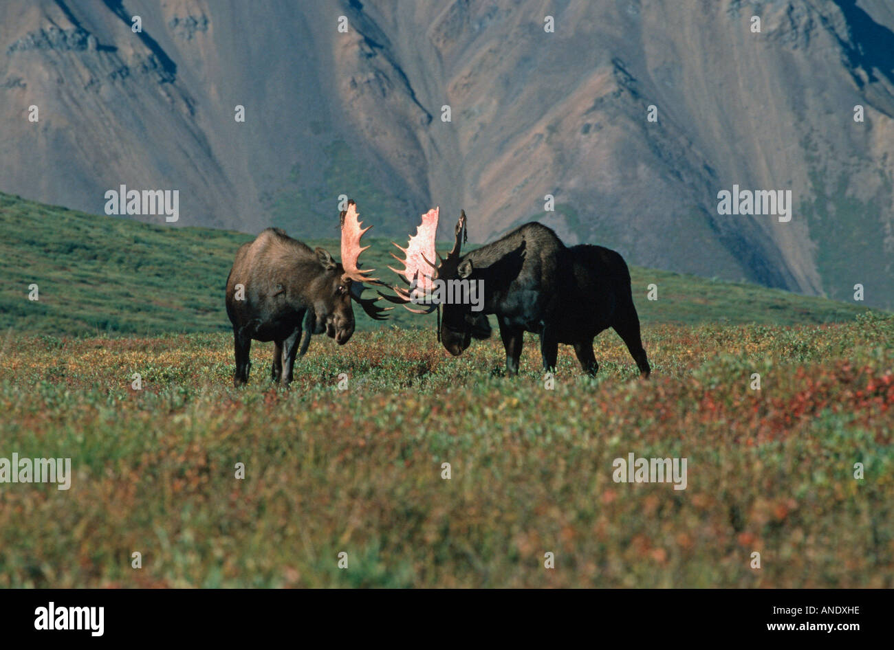Alaskan Bull Moose, Shot in the wild Stock Photo - Alamy
