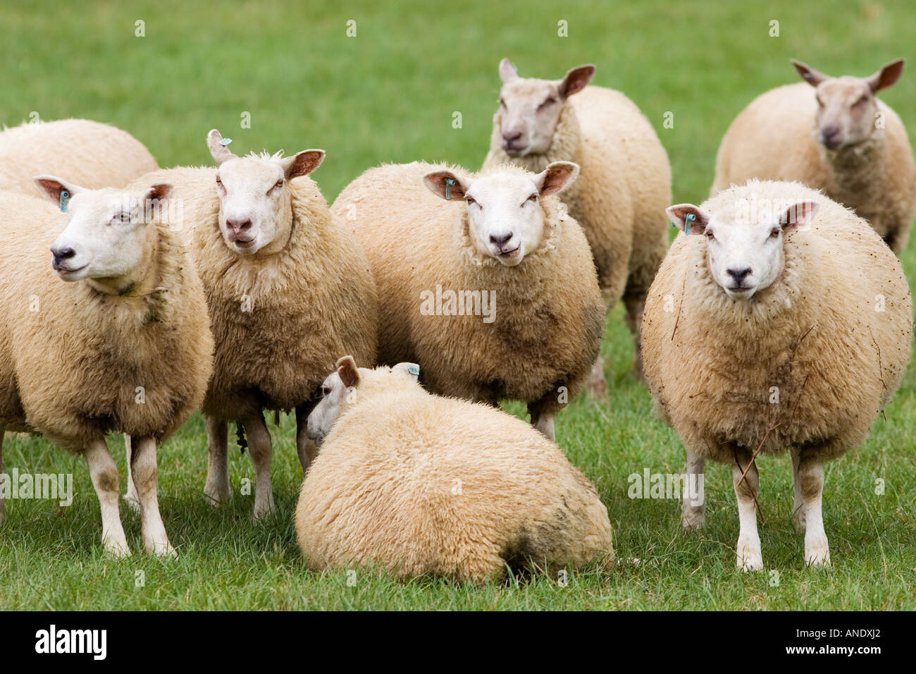 Flock of sheep grazing in a field The Cotswolds England Stock Photo - Alamy