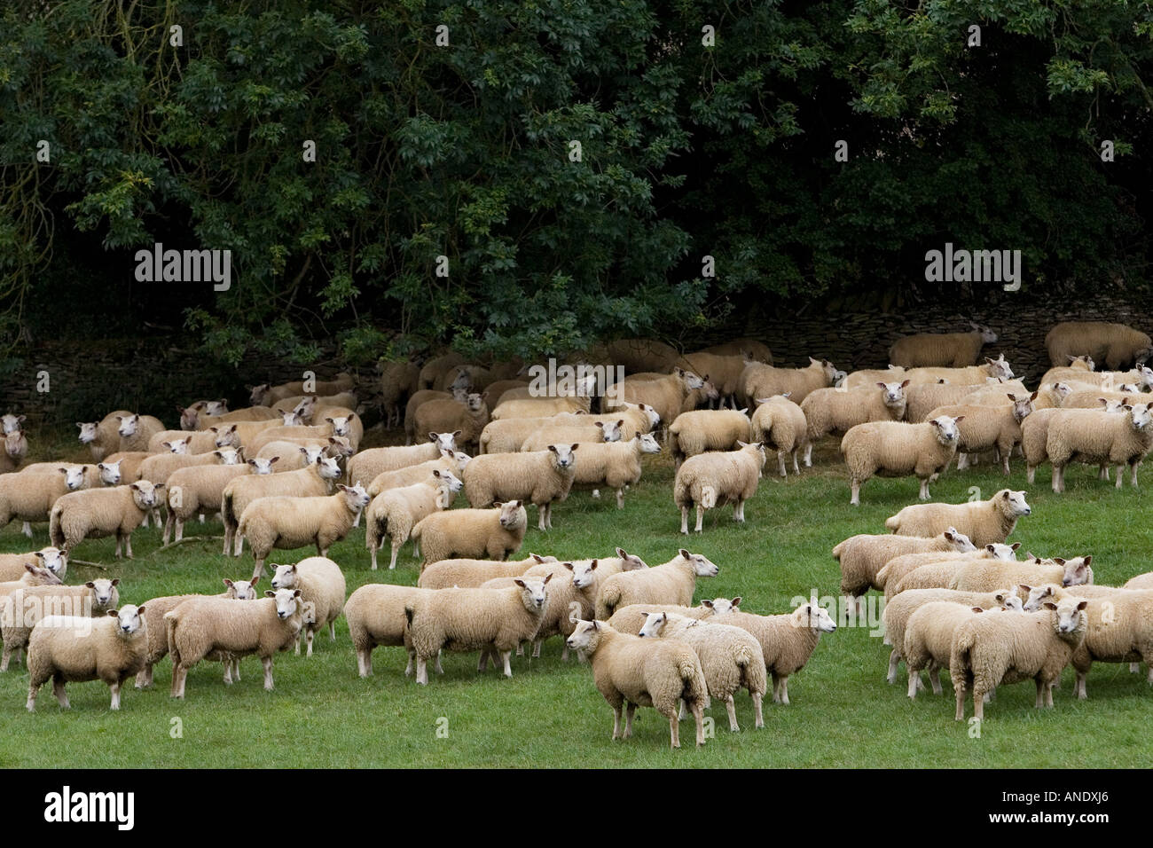 Like a flock of sheep hi-res stock photography and images - Alamy