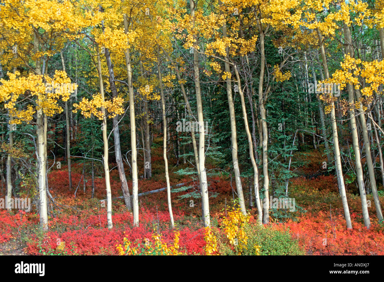 Fall colors in Denali National Park Alaska Stock Photo - Alamy