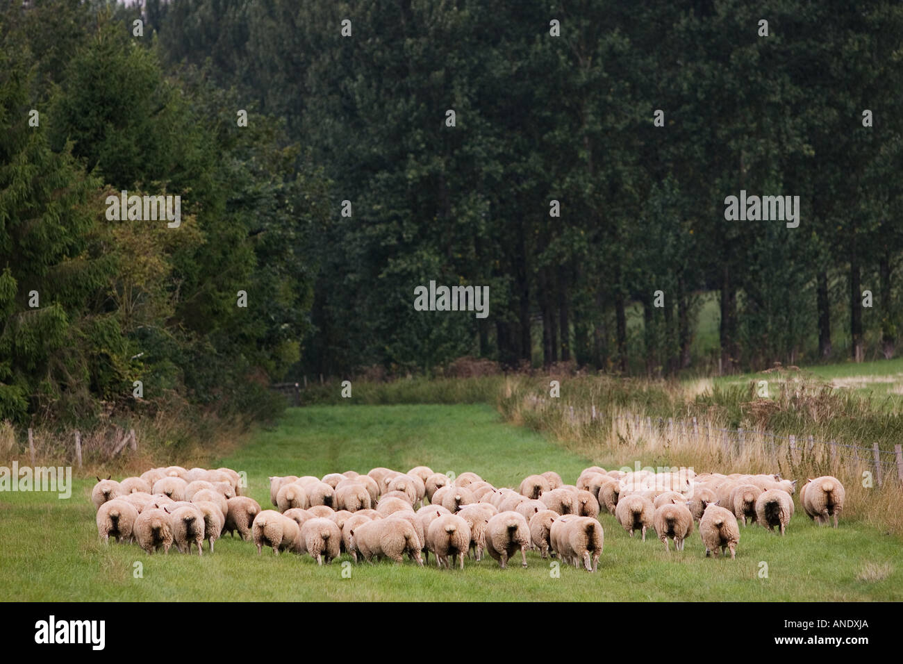 Flock of sheep in The Cotswolds England Stock Photo - Alamy