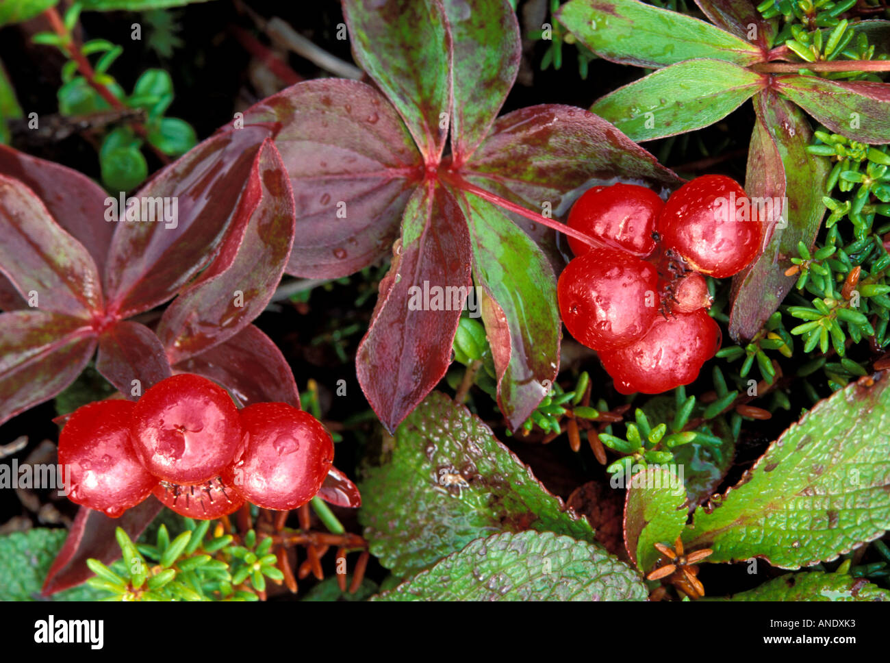 Berries in denali national park hi-res stock photography and images - Alamy